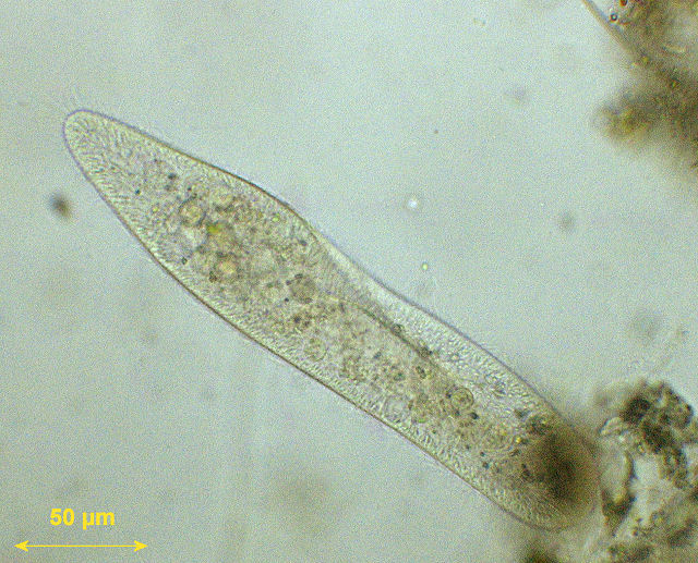 Index of /animalcules/
