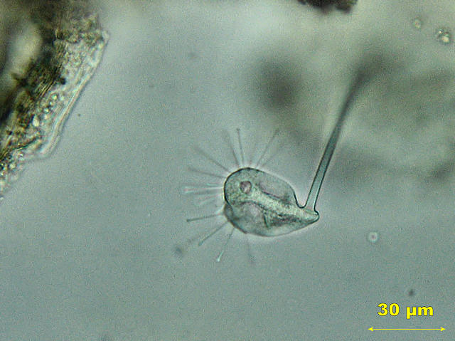 Index of /animalcules