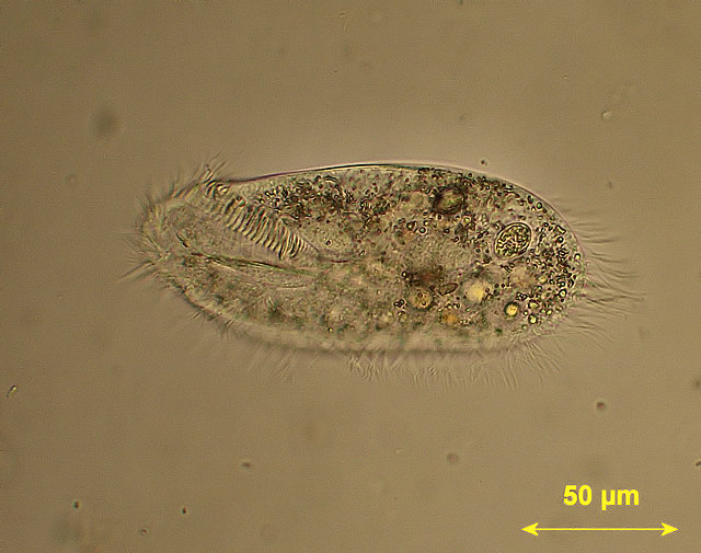 Index of /animalcules