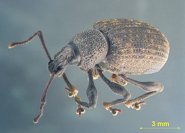 Photomicrography: Scales and feathers