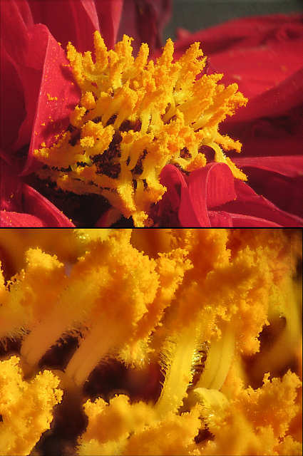 Plant photomicrographs