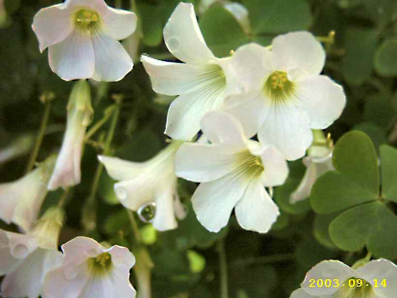 Plant photomicrographs